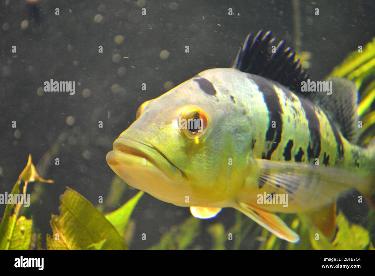 Piranha fish - pygocentrus piraya Stock Photo - Alamy
