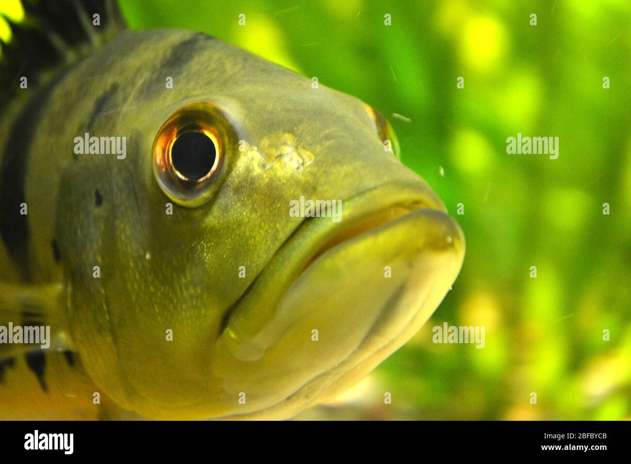 Piranha fish - pygocentrus piraya Stock Photo - Alamy