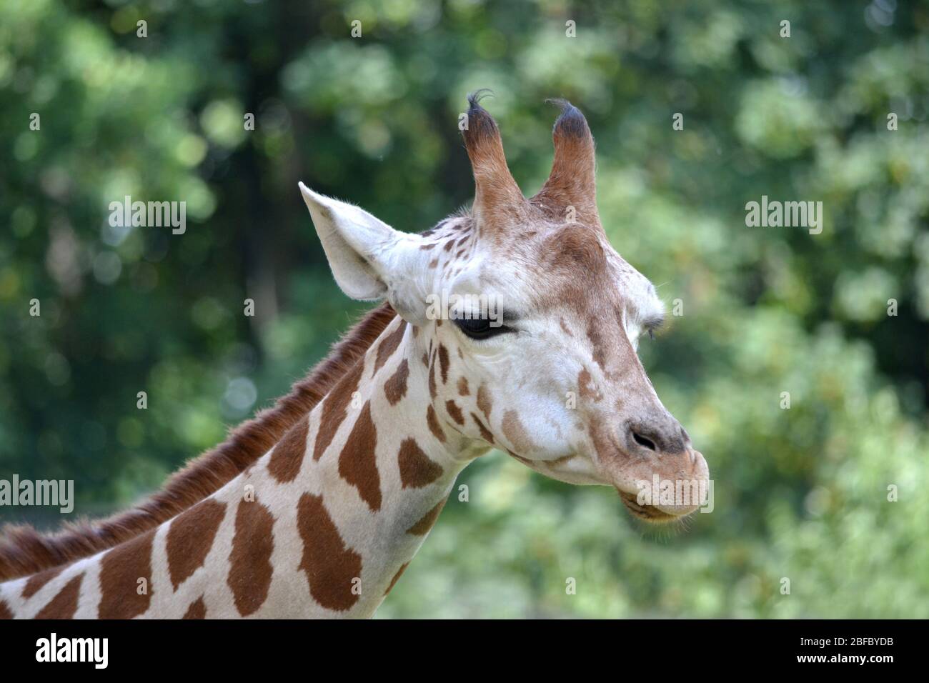 Giraffe - head, close-up Stock Photo - Alamy