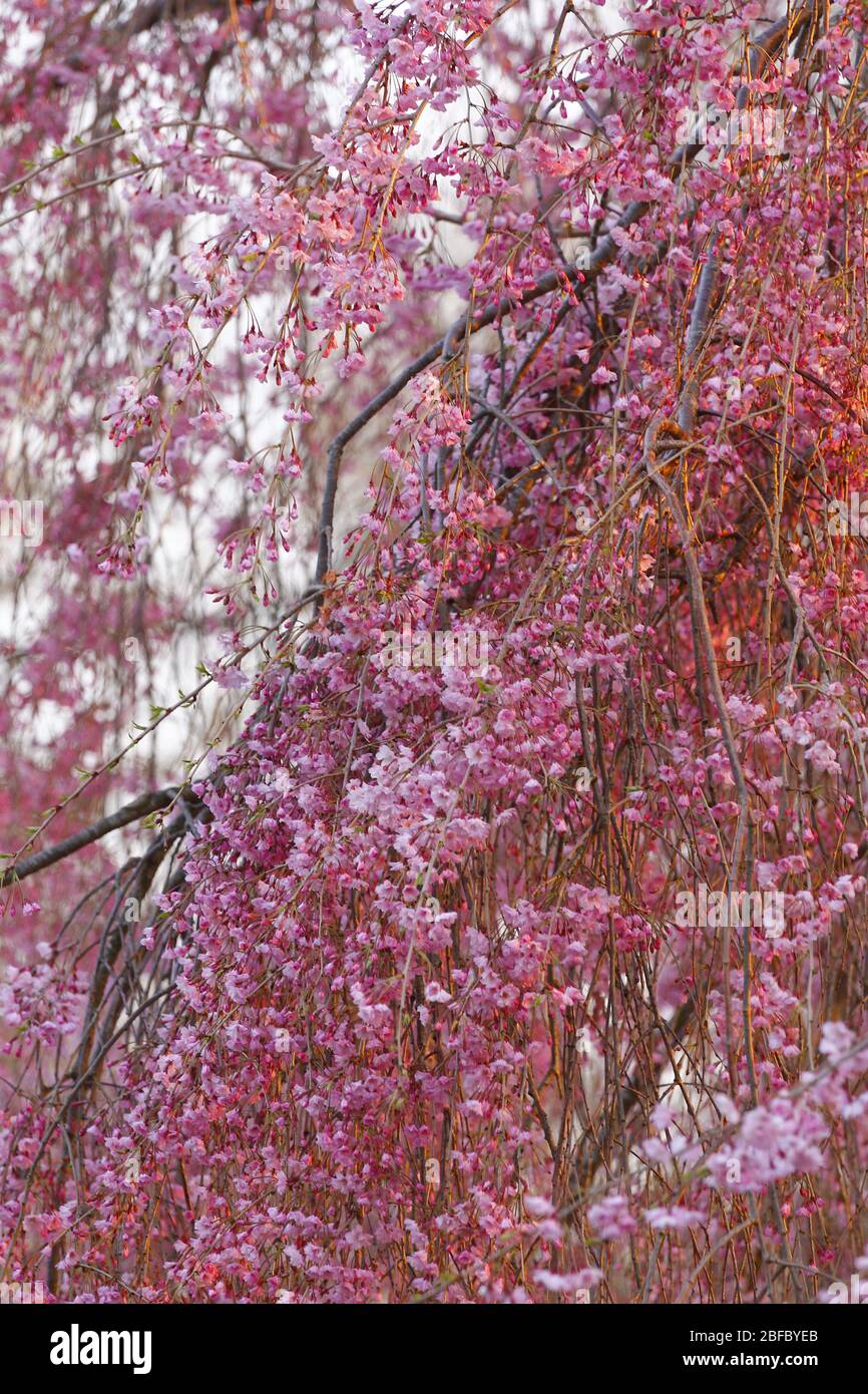 Weeping Cherry Tree Flowers Stock Photo - Alamy