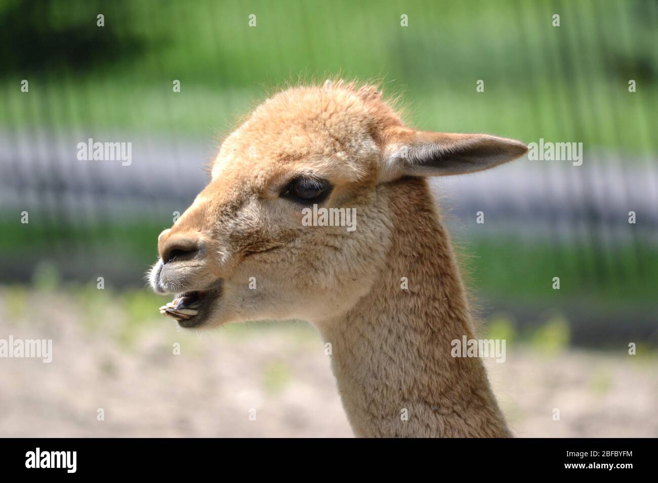Lama - close-up photograph Stock Photo - Alamy