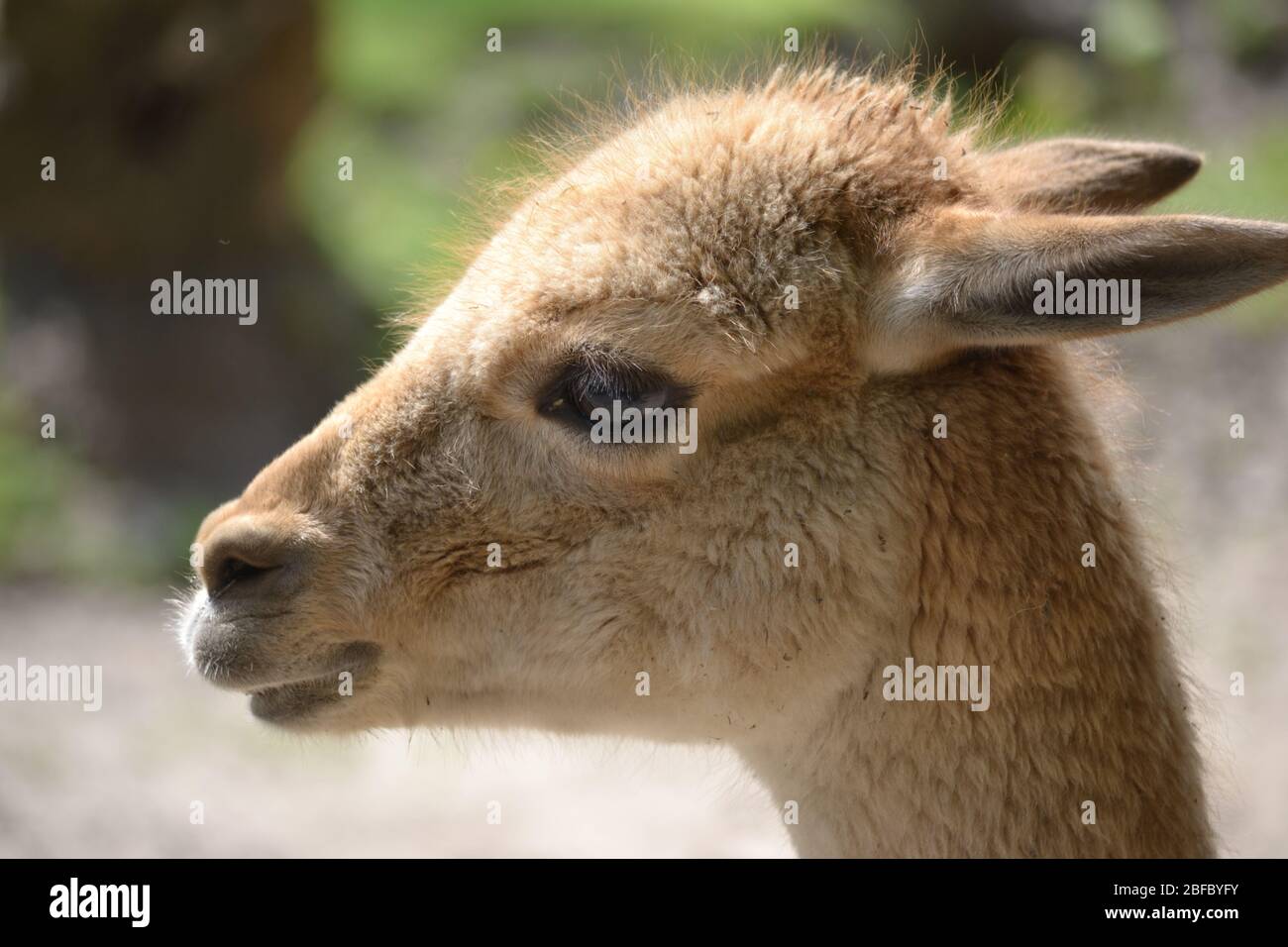 Lama close up hi-res stock photography and images - Alamy