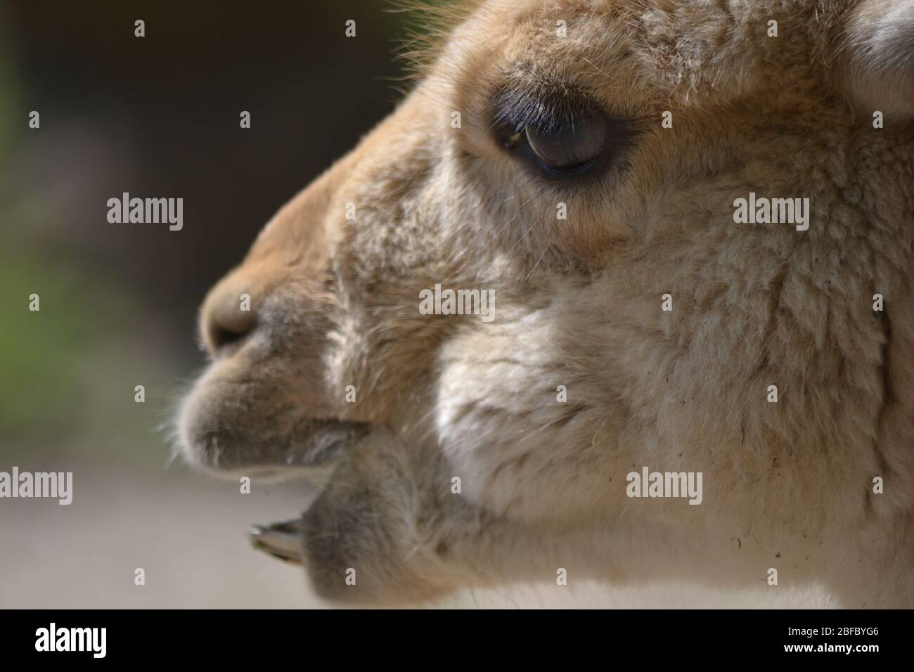 Lama - close-up photograph Stock Photo - Alamy