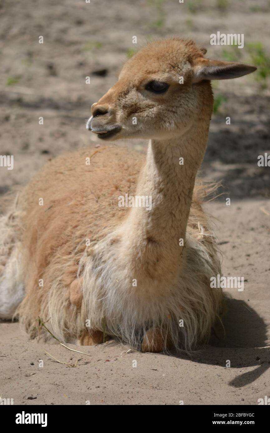Lama laying on a ground Stock Photo - Alamy