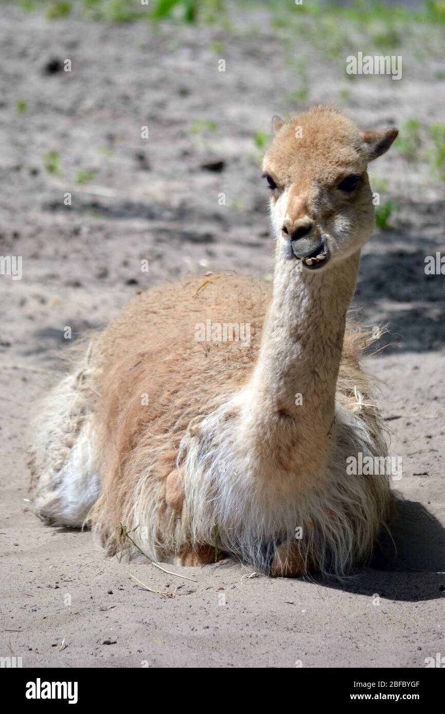Lama laying on a ground Stock Photo - Alamy