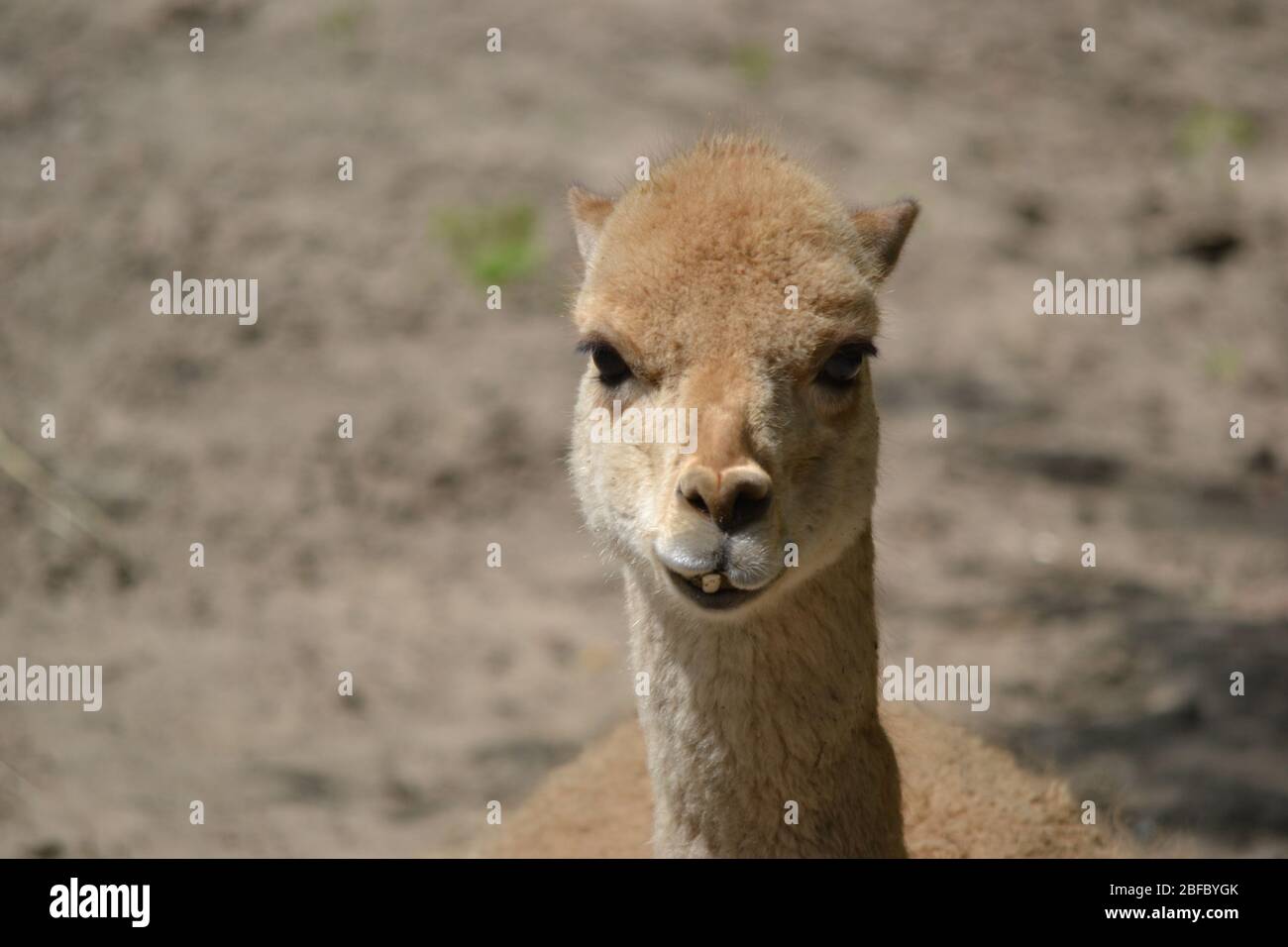 Lama - close-up photograph Stock Photo - Alamy