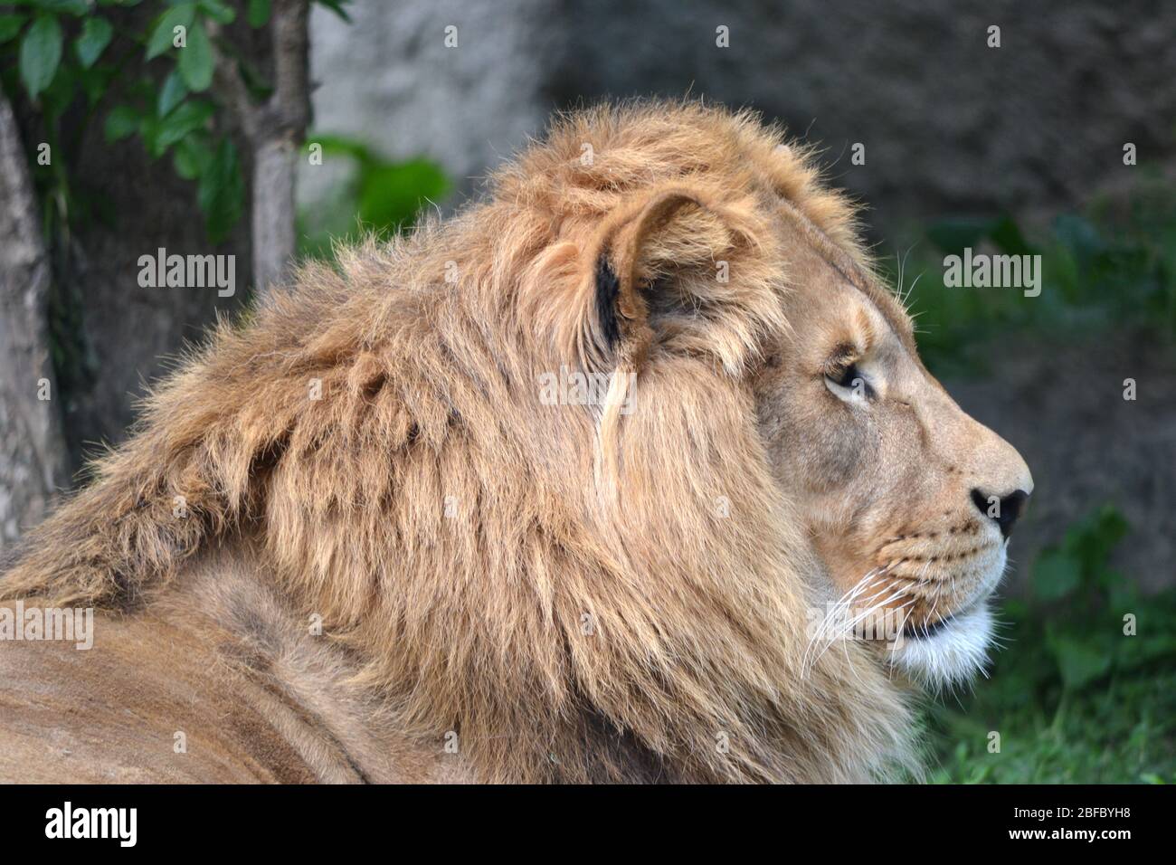 Lion watching in a distance Stock Photo - Alamy
