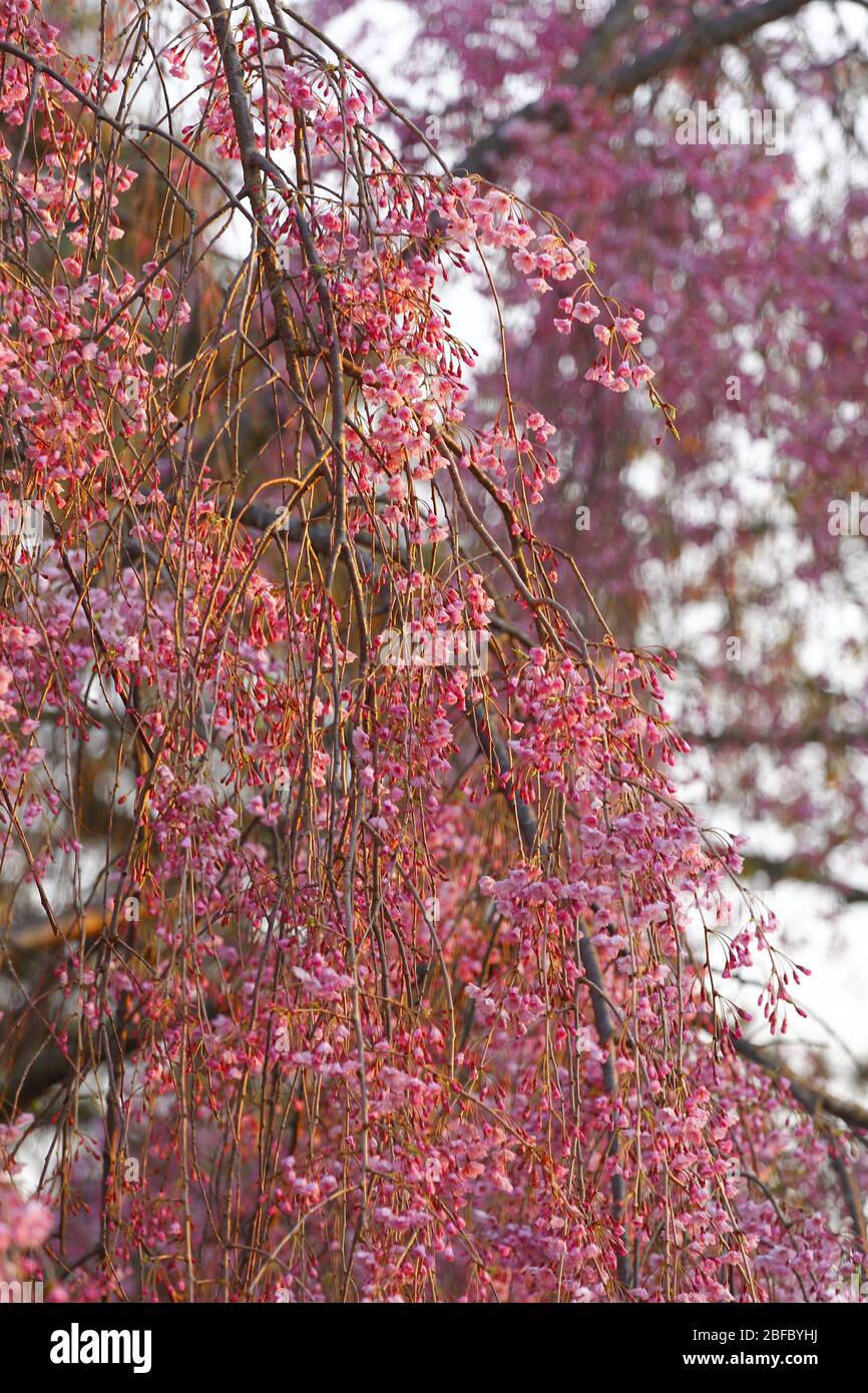 Weeping Cherry Tree Flowers Stock Photo - Alamy