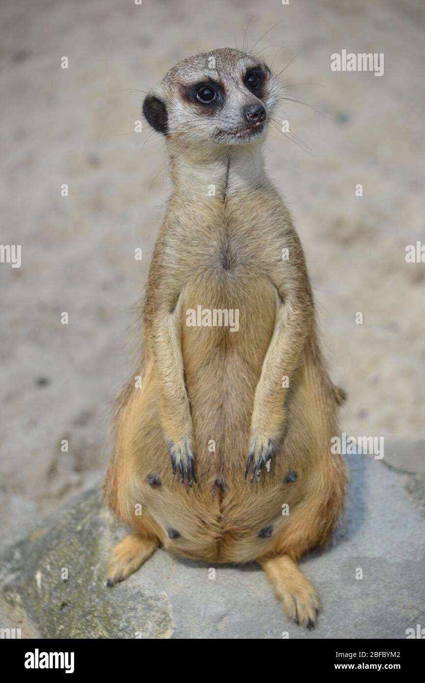 Meerkat sitting on a ground - full length Stock Photo - Alamy