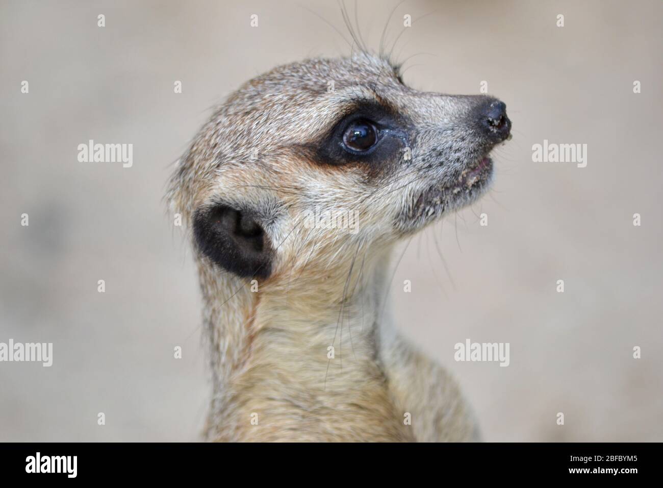 Meerkat - head, close-up Stock Photo - Alamy