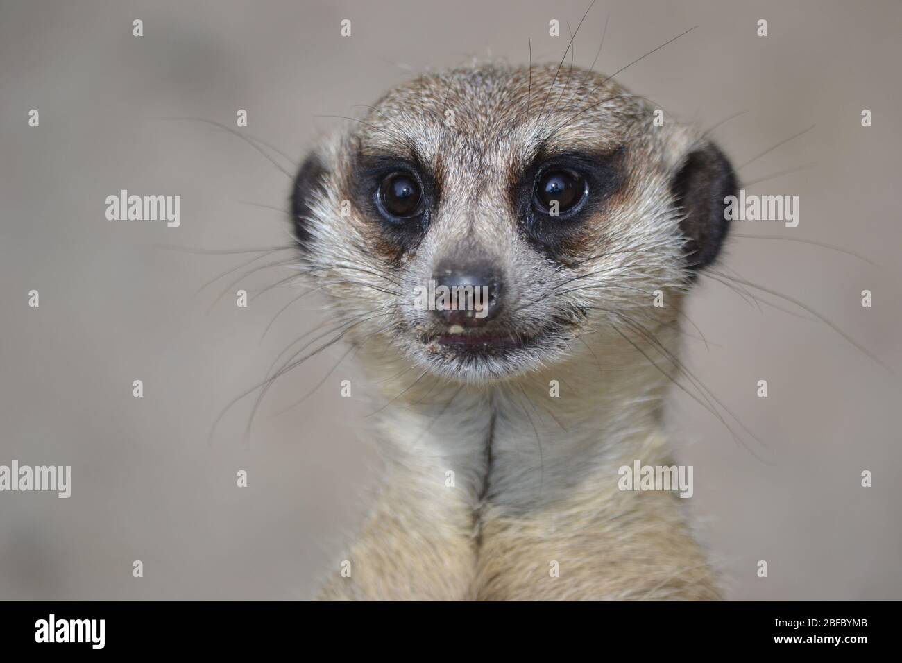Meerkat - head, close-up Stock Photo - Alamy