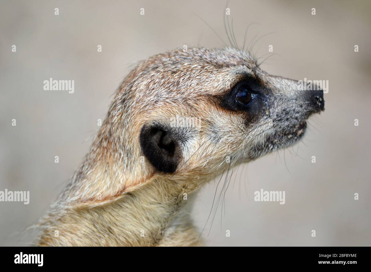 Meerkat - head, close-up Stock Photo - Alamy