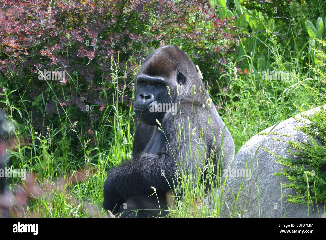 Black orangutan sitting in grass Stock Photo - Alamy