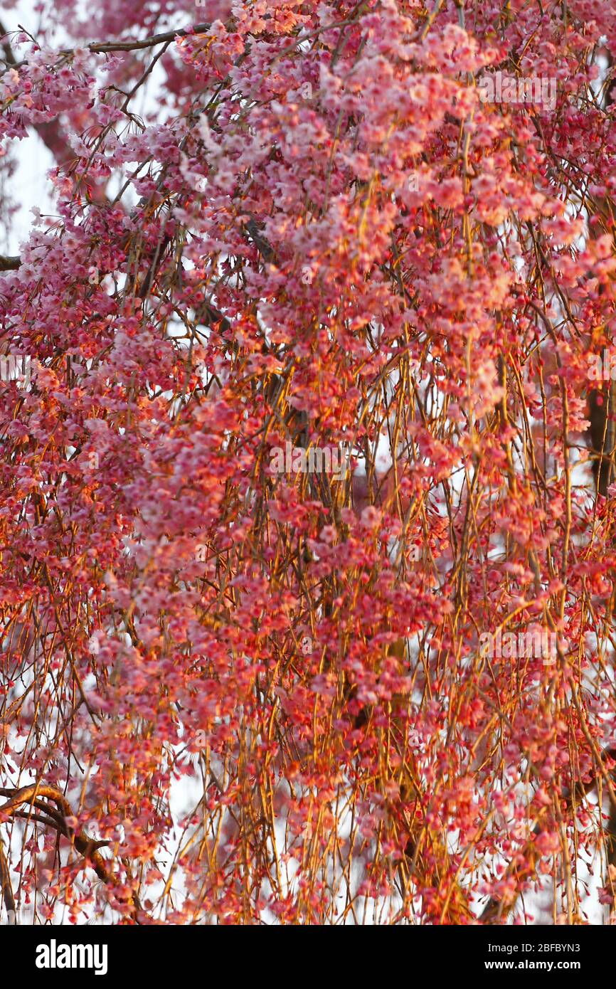 Weeping Cherry Tree Flowers Stock Photo - Alamy