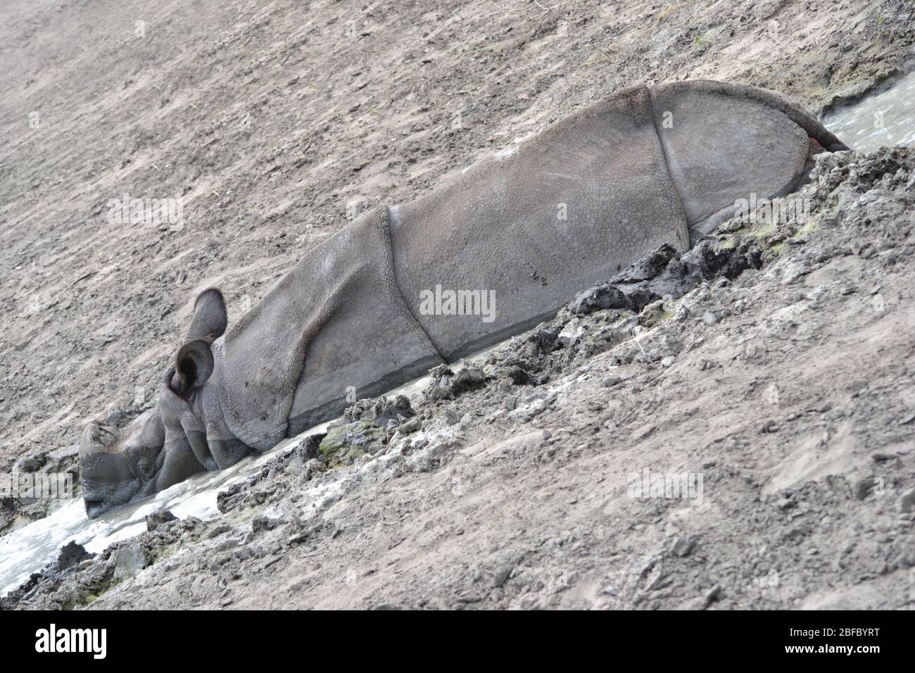 Laying in mud hi-res stock photography and images - Alamy