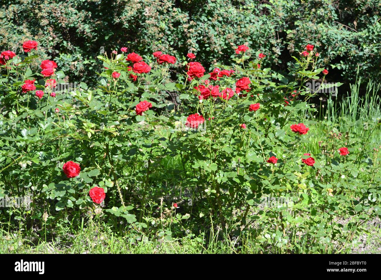 Red roses, summer Stock Photo - Alamy