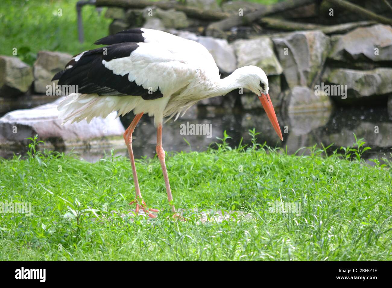 Stork walking on a grass Stock Photo - Alamy