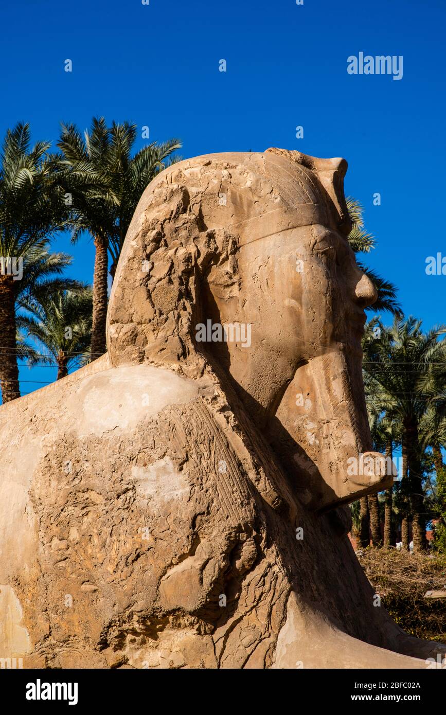 The Sphinx of Memphis statue at the open air Mit Rahina Museum, Al ...