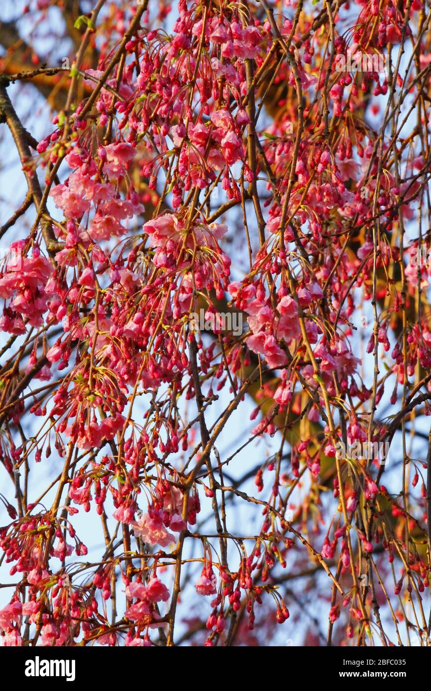 Weeping Cherry Tree Flowers Stock Photo - Alamy