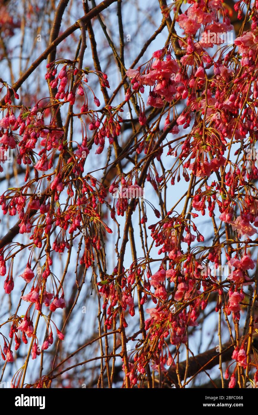 Weeping Cherry Tree Flowers Stock Photo - Alamy