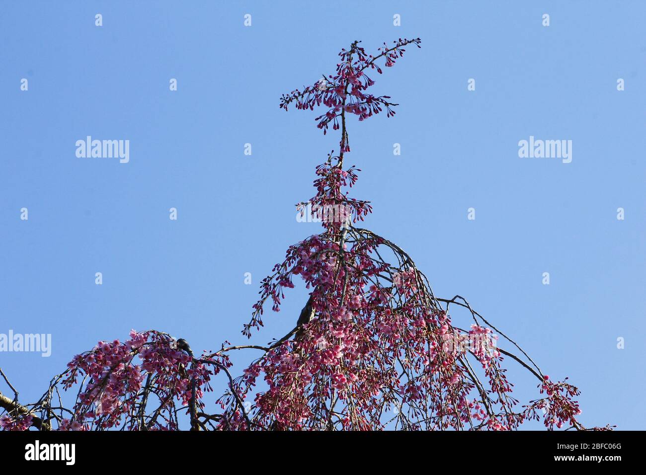 Weeping Cherry Tree Flowers Stock Photo - Alamy
