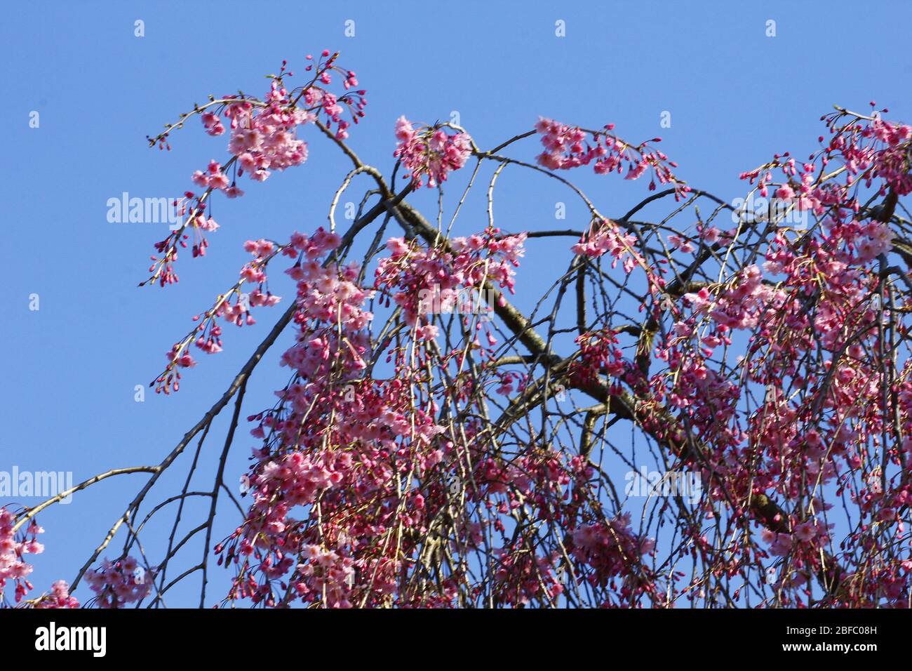 Weeping Cherry Tree Flowers Stock Photo - Alamy