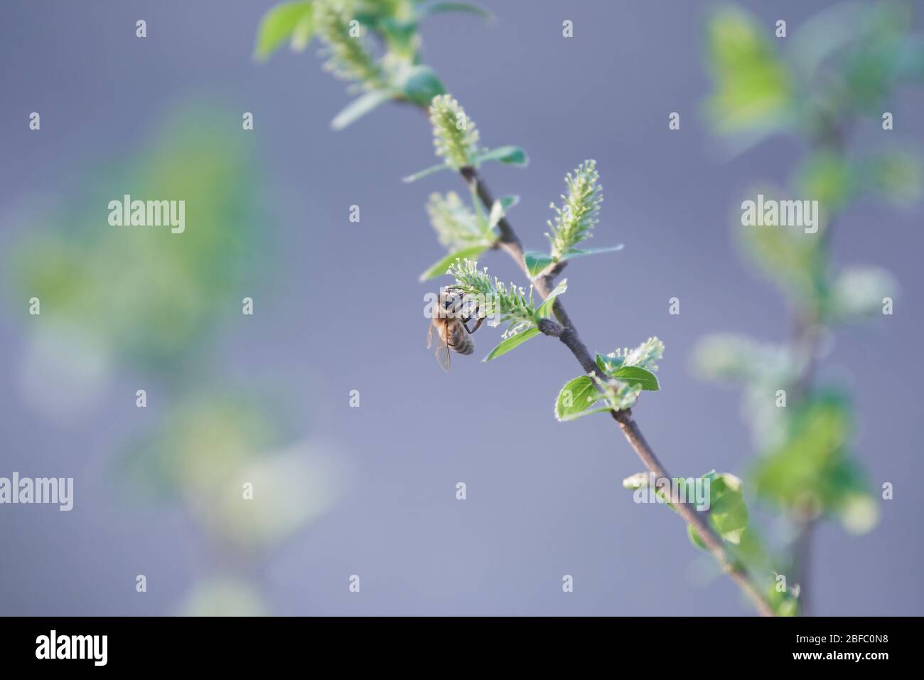 A European honey bee (Apis mellifera) harvesting pollen from a white ...