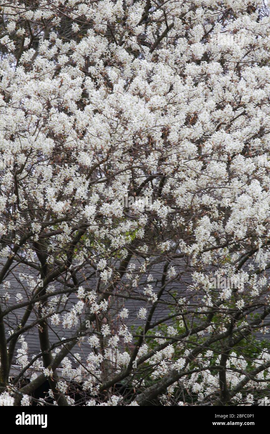 White Spring Tree Flowers Stock Photo - Alamy