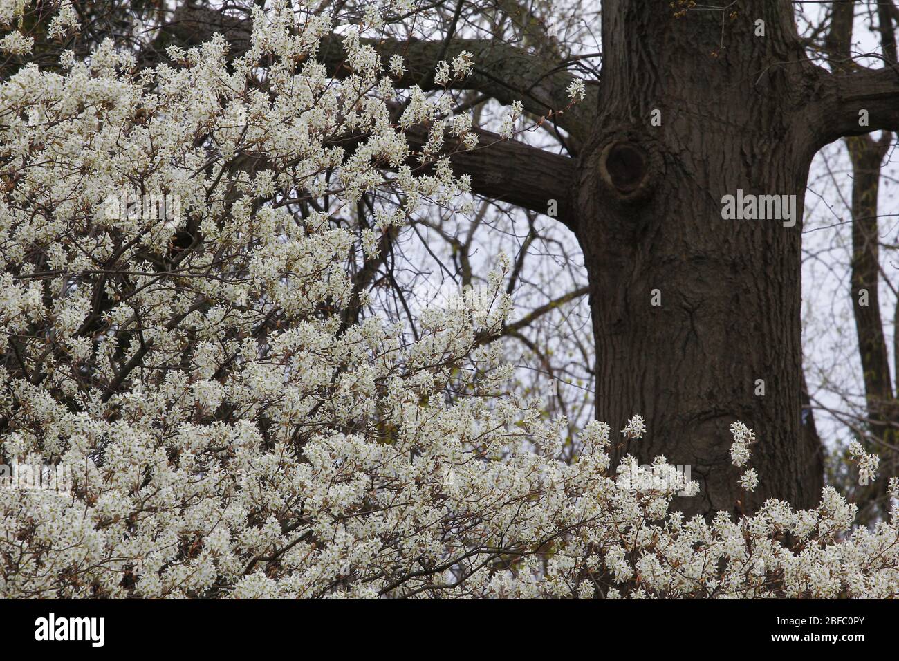 White Spring Tree Flowers Stock Photo - Alamy