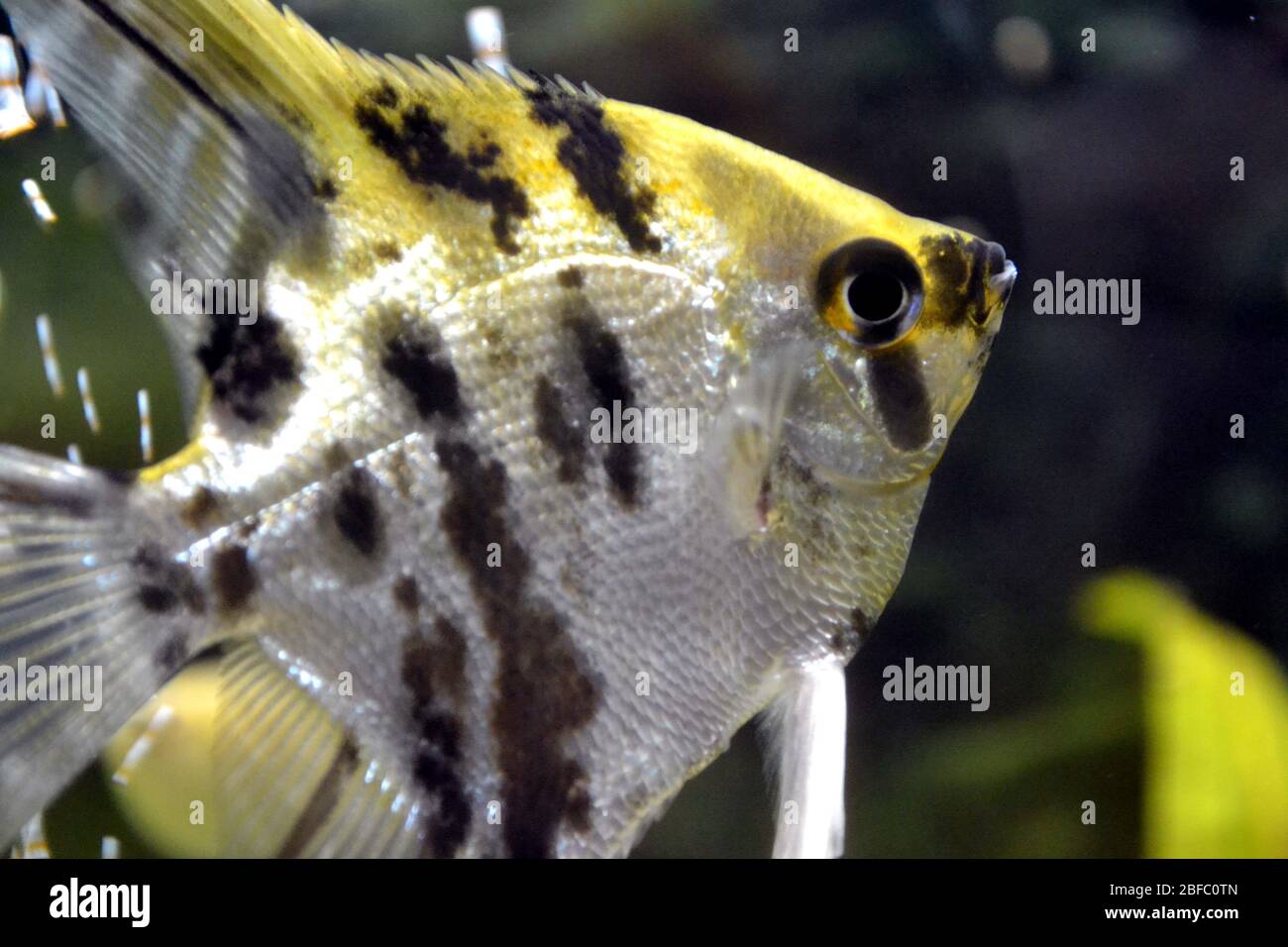 Scalar fish hi-res stock photography and images - Alamy