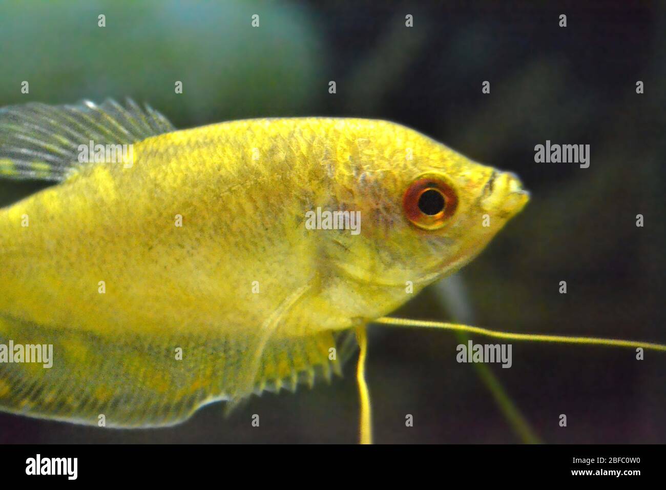 Gurami hi-res stock photography and images - Alamy