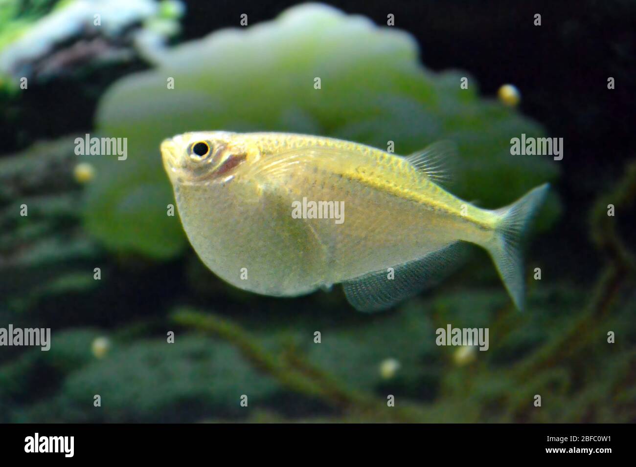 Aqarium fish hi-res stock photography and images - Alamy