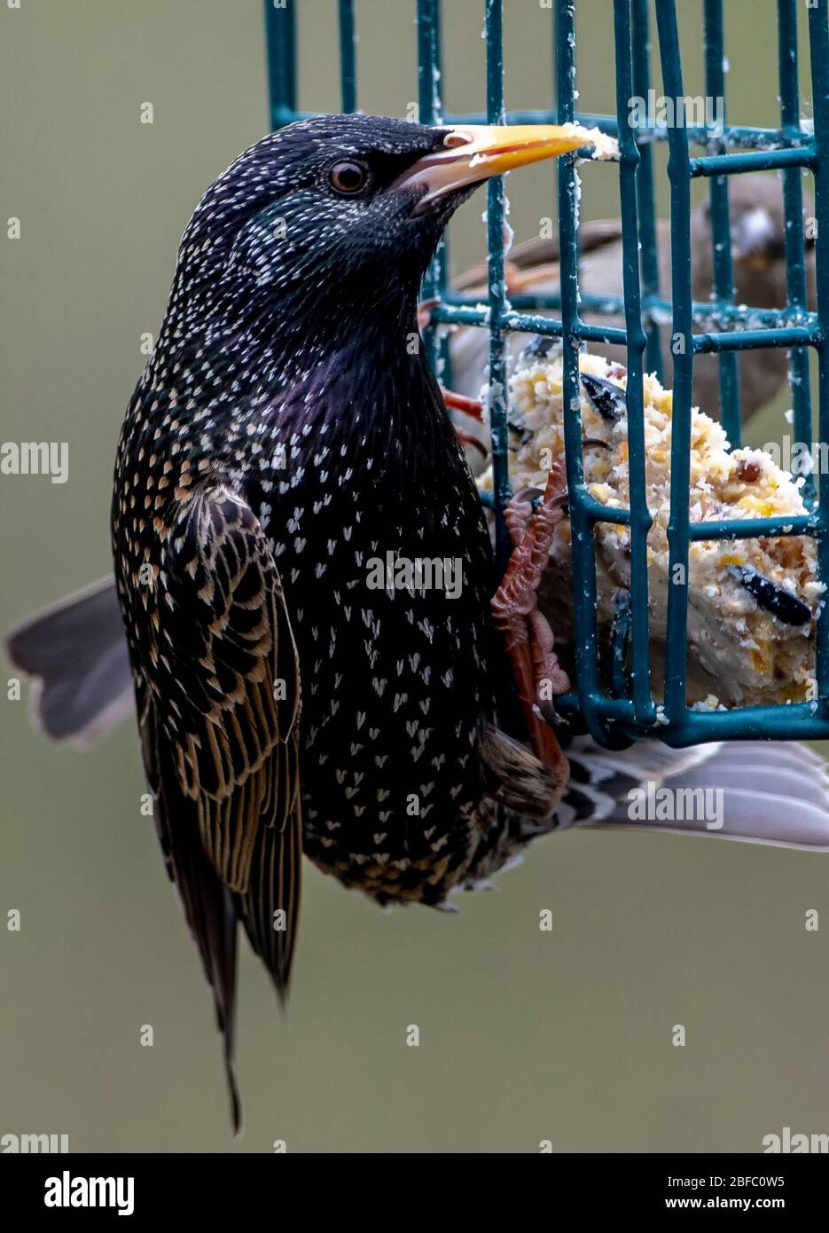 Cant get in hi-res stock photography and images - Alamy