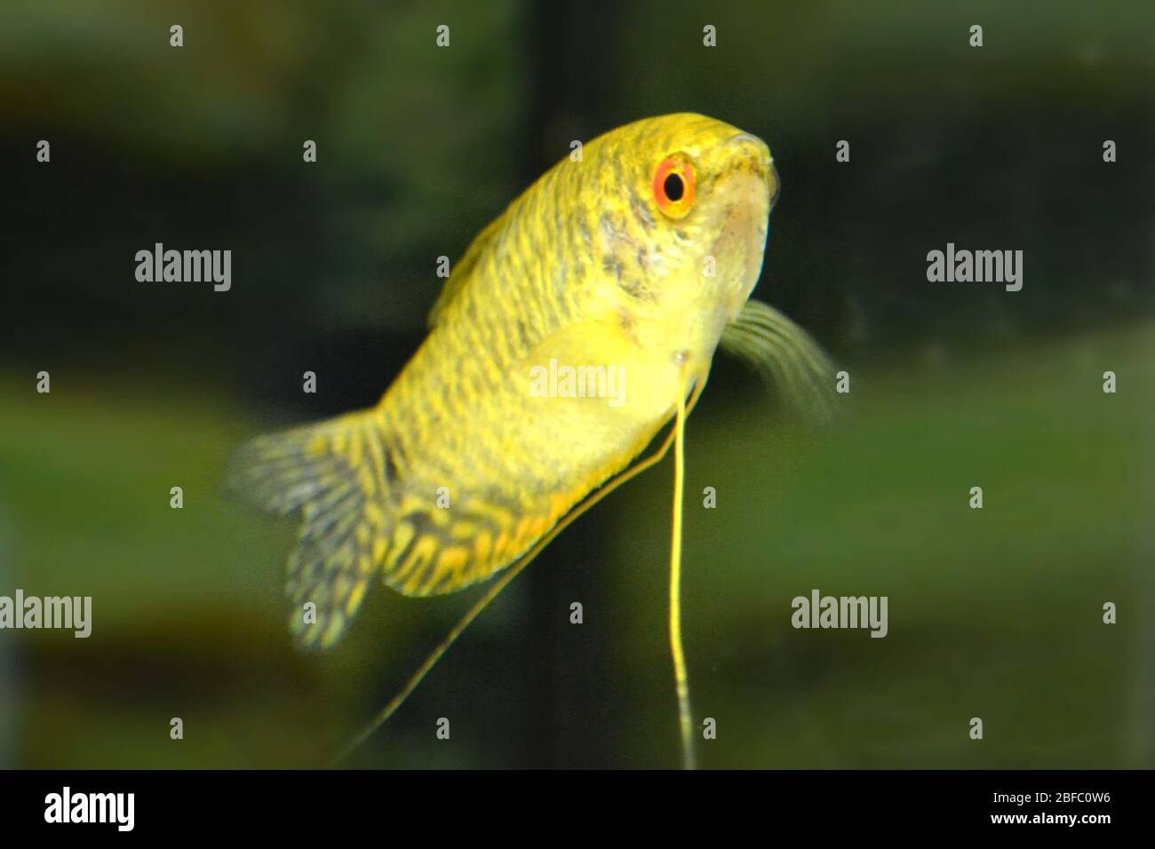 Gurami hi-res stock photography and images - Alamy