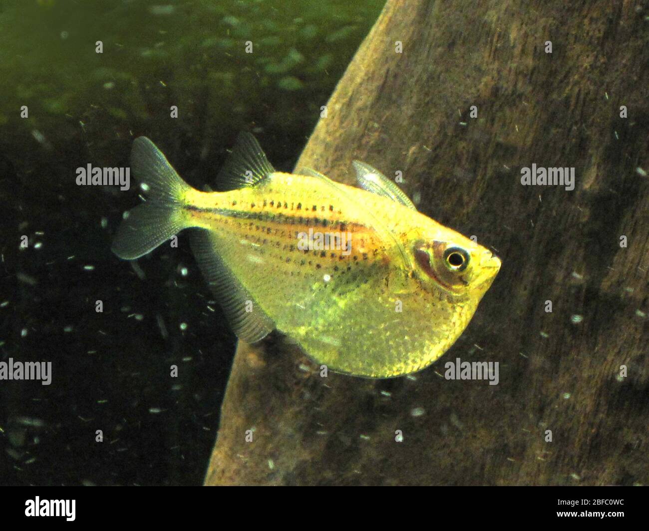 Aqarium fish hi-res stock photography and images - Alamy