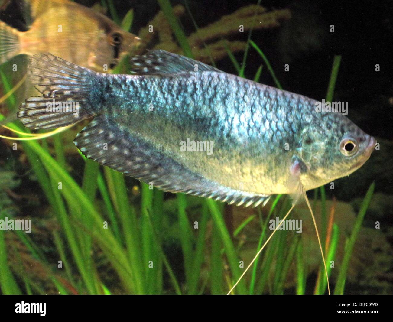 Gurami hi-res stock photography and images - Alamy