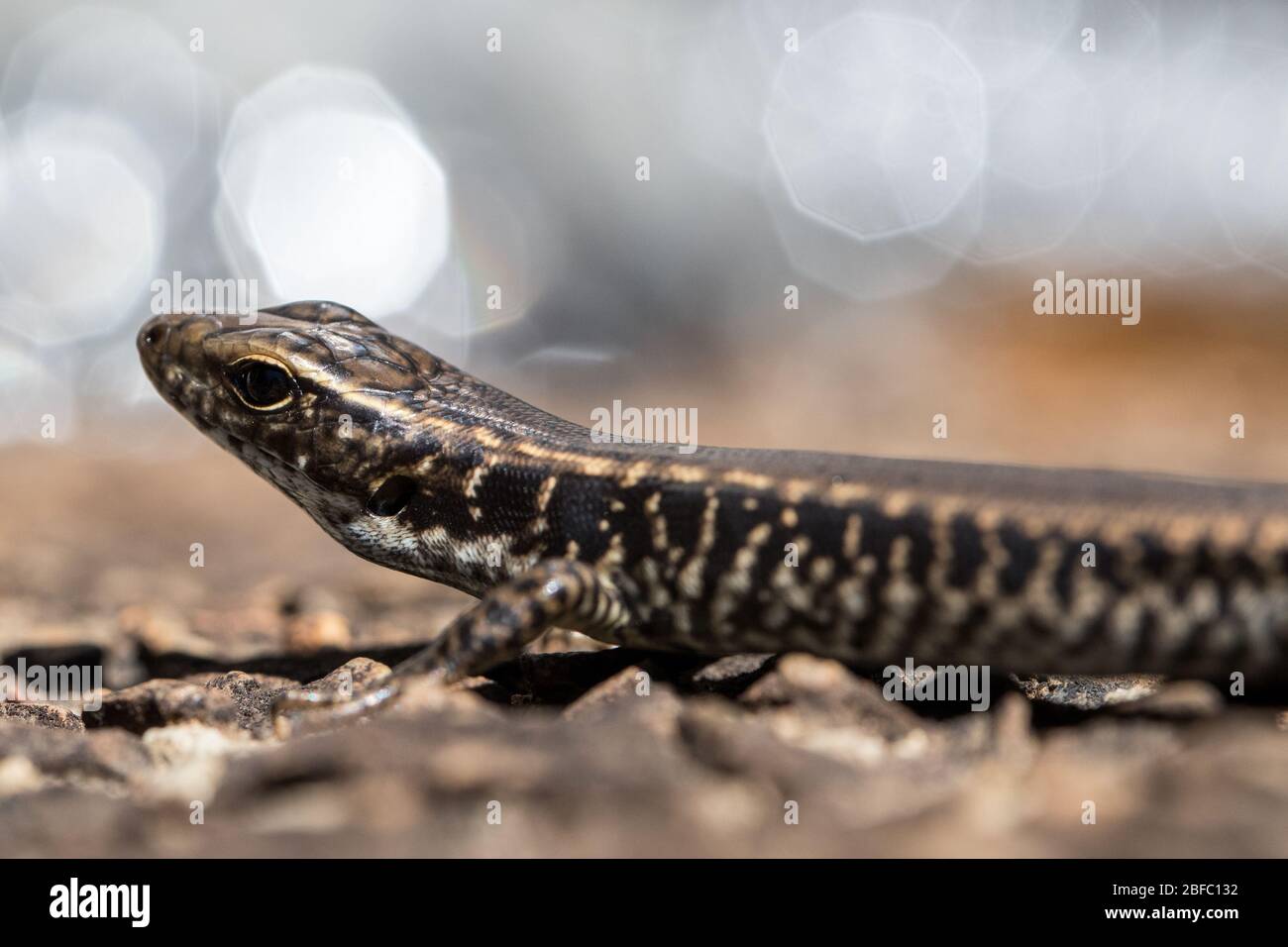 Eastern Water Skink basking on rock Stock Photo - Alamy