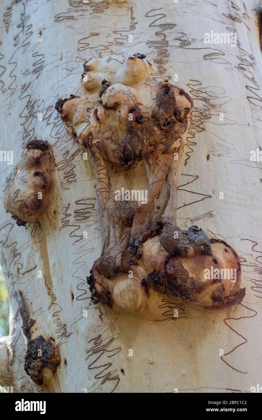 Burls and Scribbly Gum Moth tracks on Scribbly Gum Tree Stock Photo - Alamy