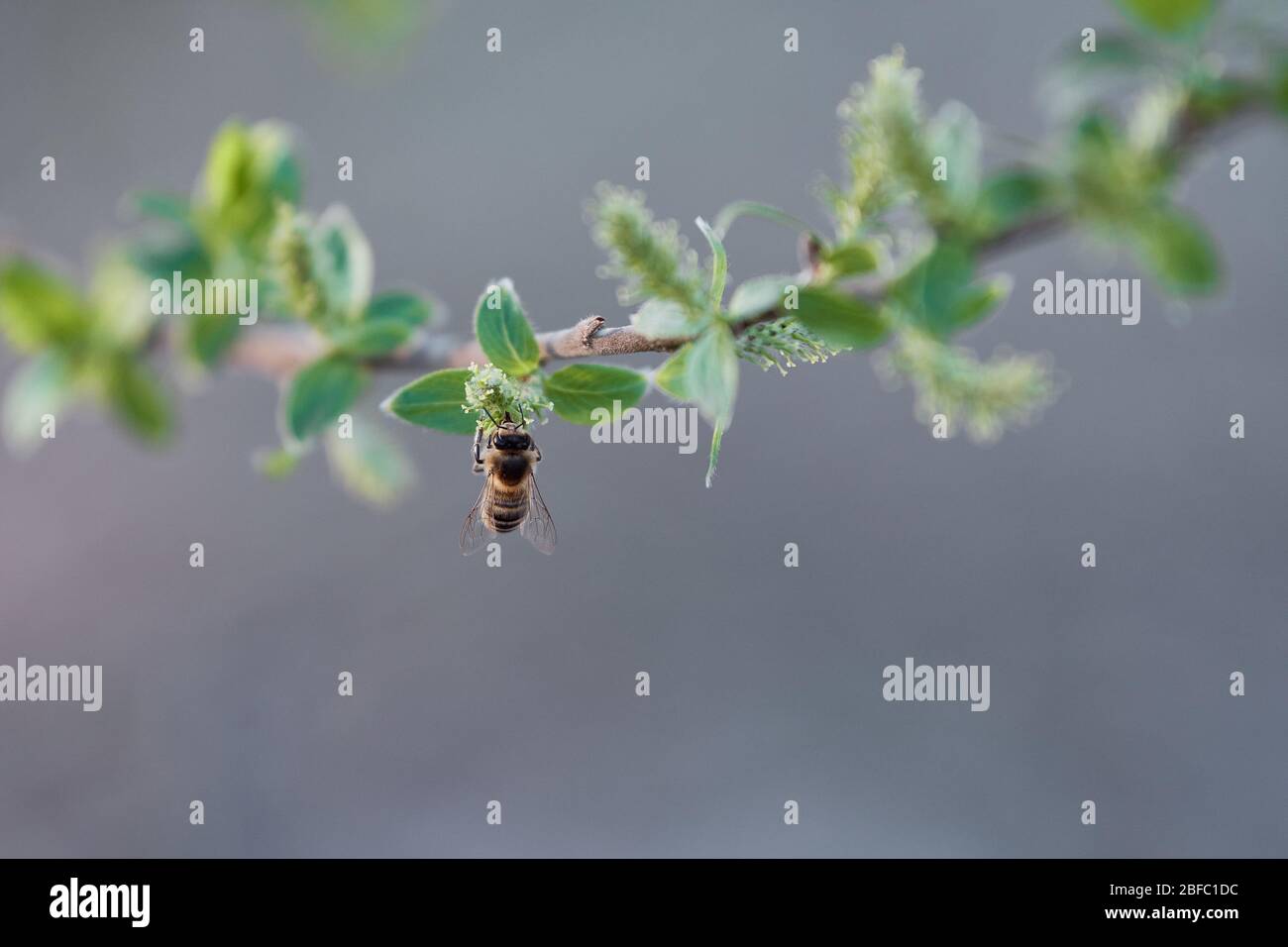 A European honey bee (Apis mellifera) harvesting pollen from a white ...