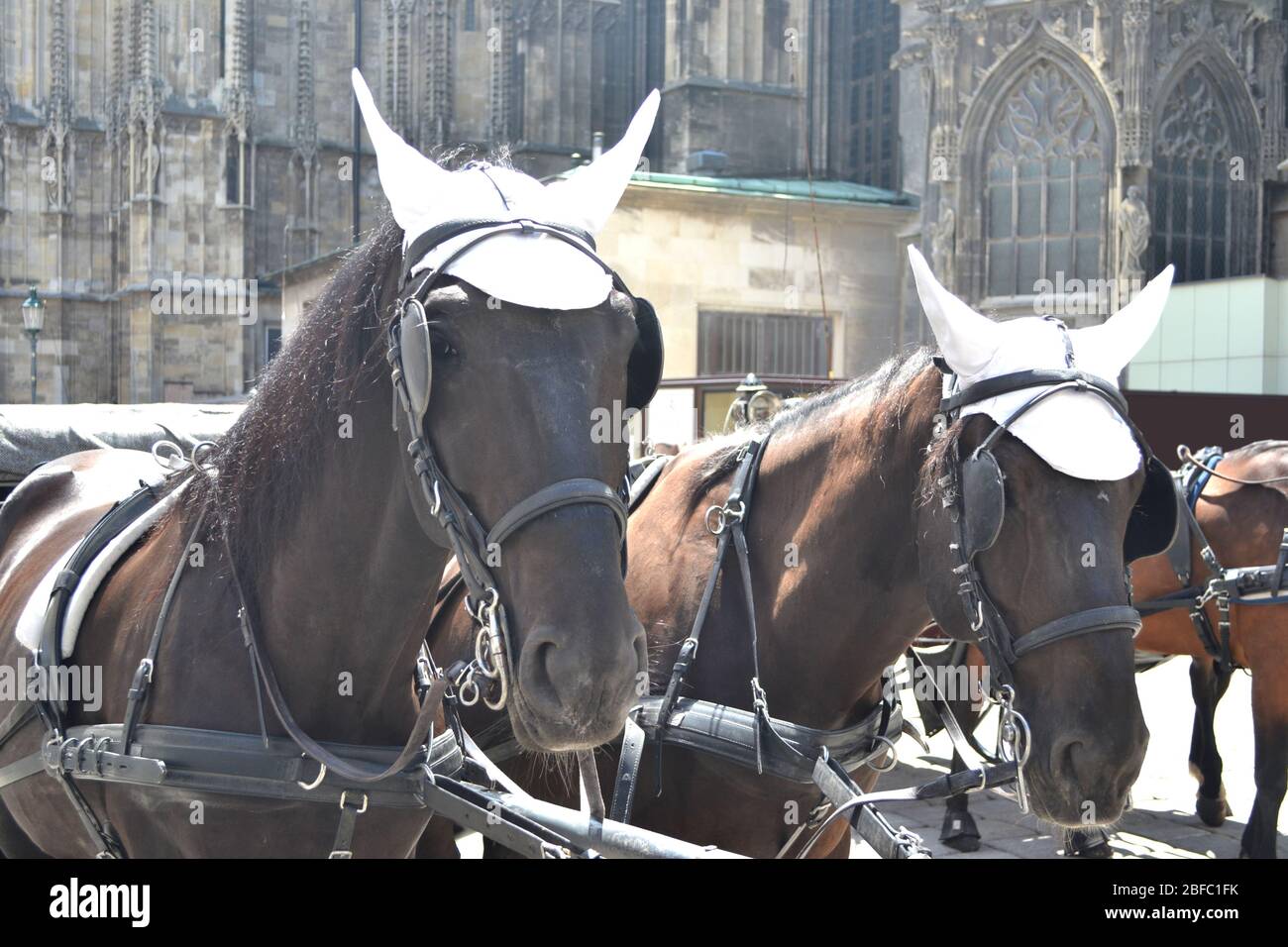 Horses in Vienna Stock Photo - Alamy