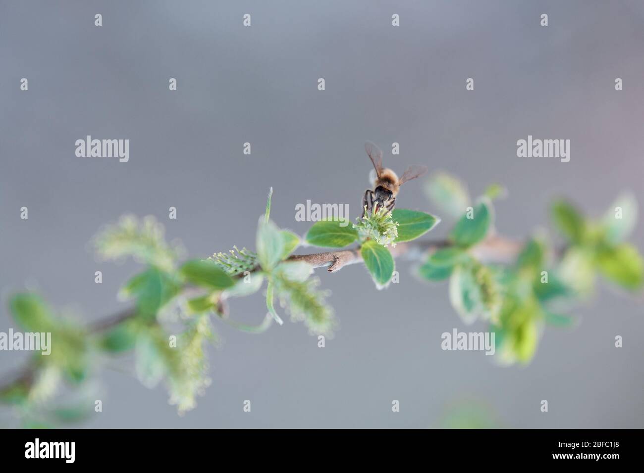 A European honey bee (Apis mellifera) harvesting pollen from a white ...