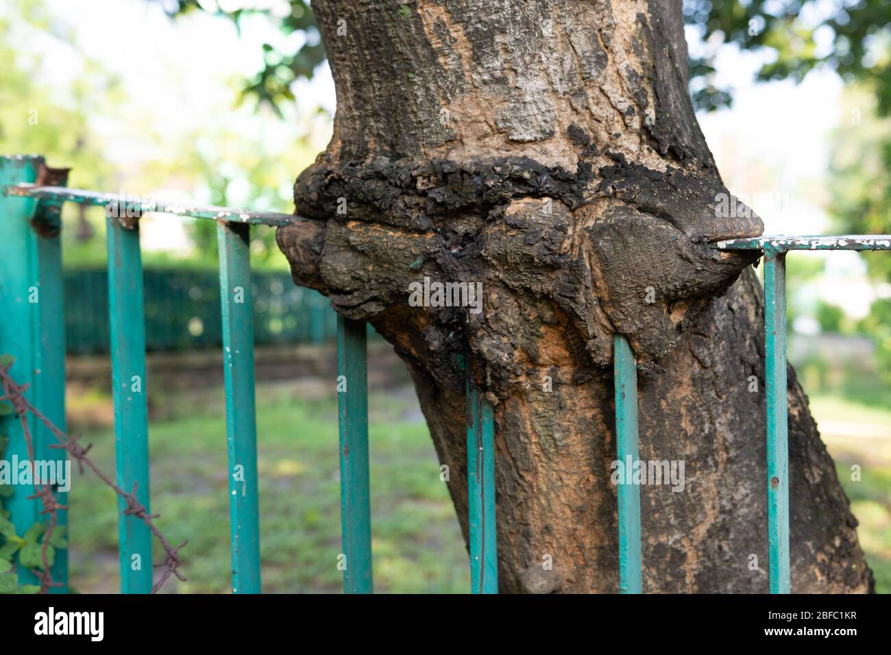 Tree trunk fence hi-res stock photography and images - Alamy