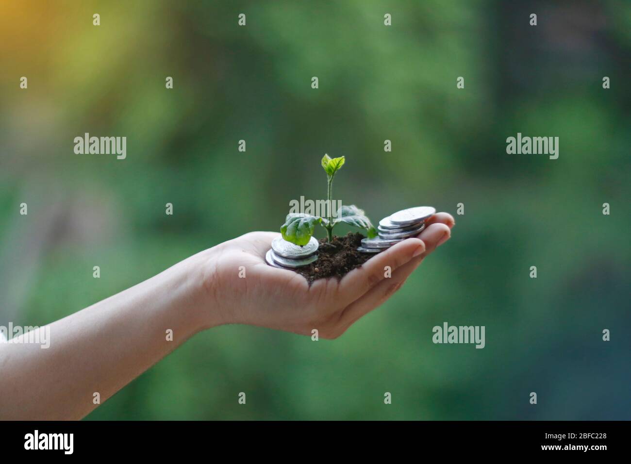 Growing Money | Business Growing. Man Holding Coin | Plant On Coins ...