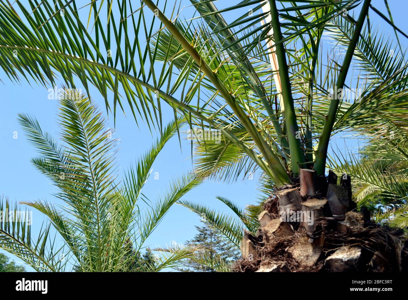 Treen palm hi-res stock photography and images - Alamy