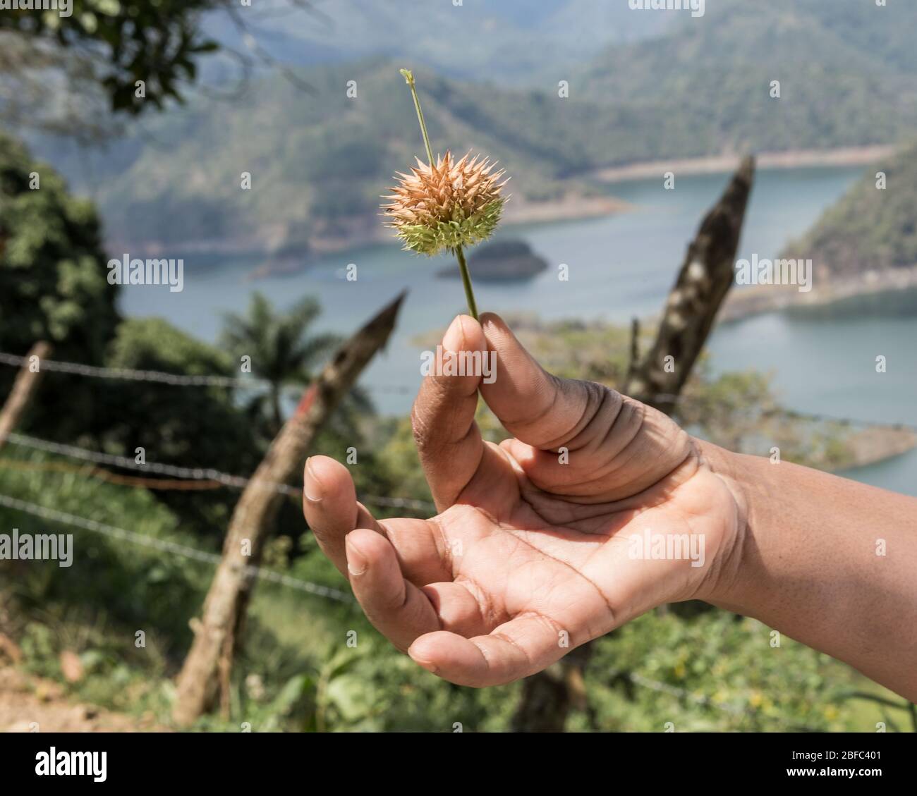 dramatic image of someone holding a stick weed plant high in the ...