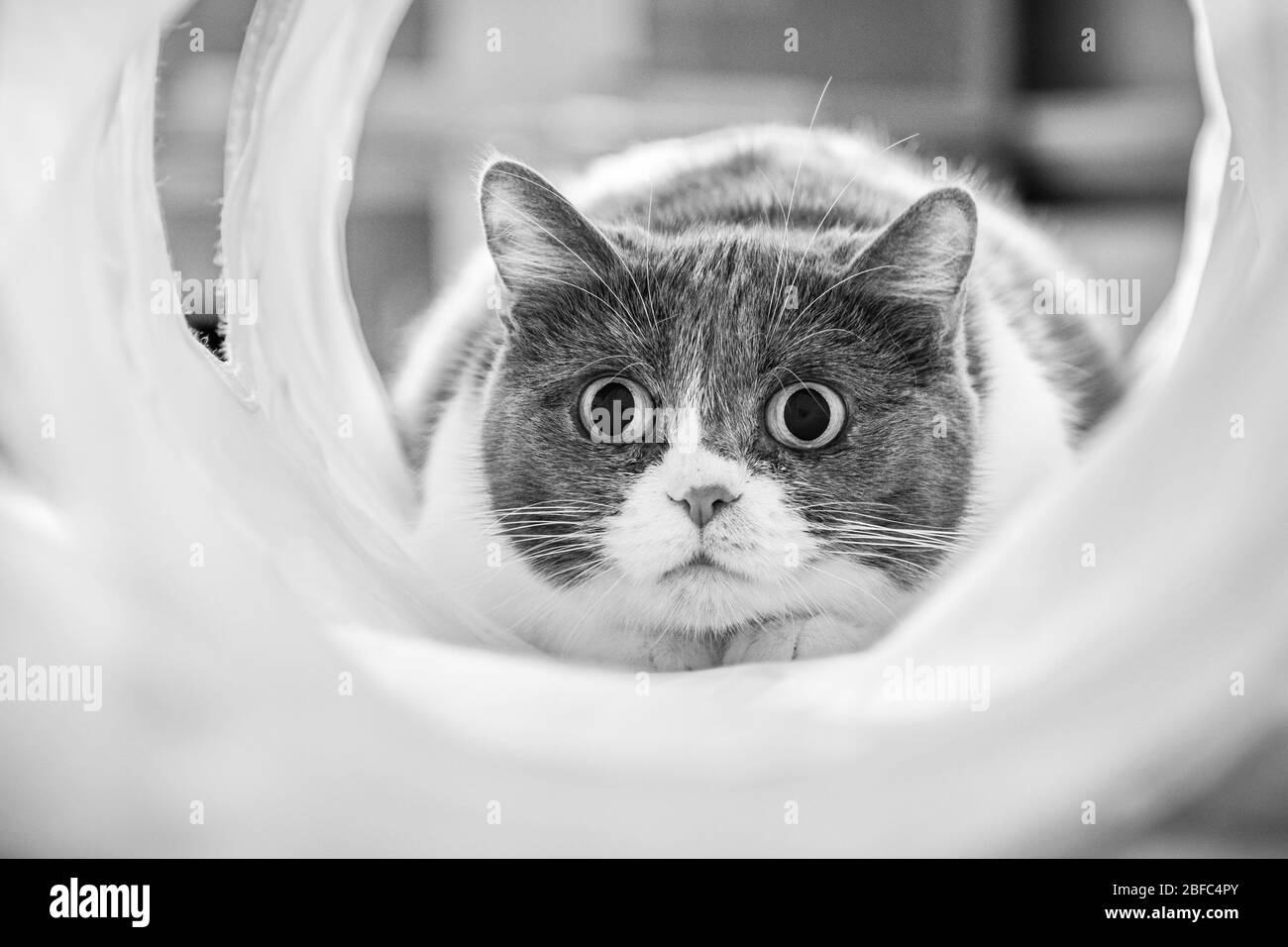 Dilated pupils hi-res stock photography and images - Alamy