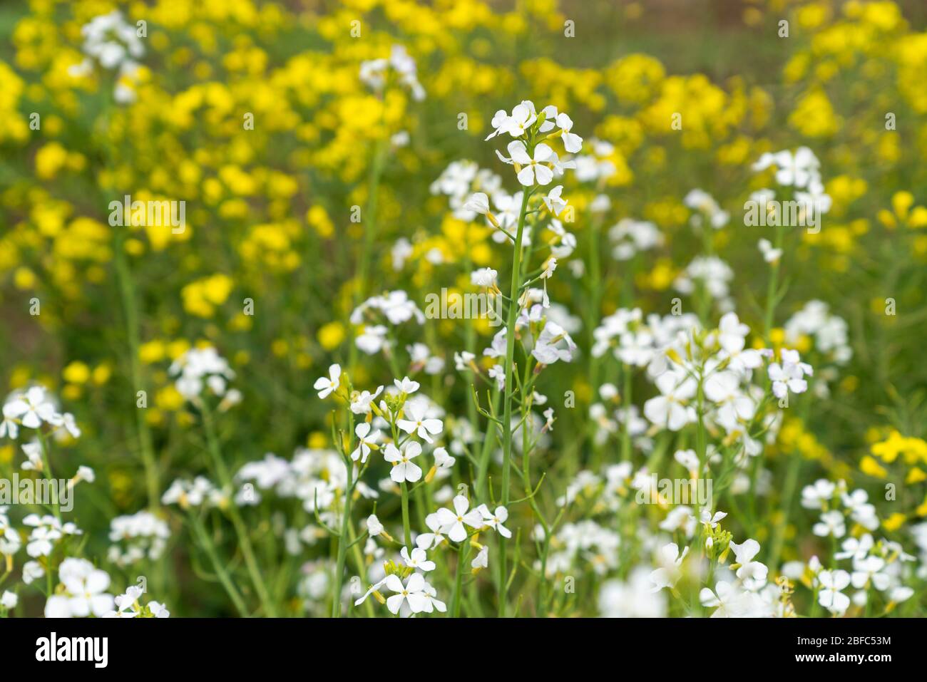 Flower of Japanese Daikon radish, Isehara City, Kanagawa Prefrecture ...