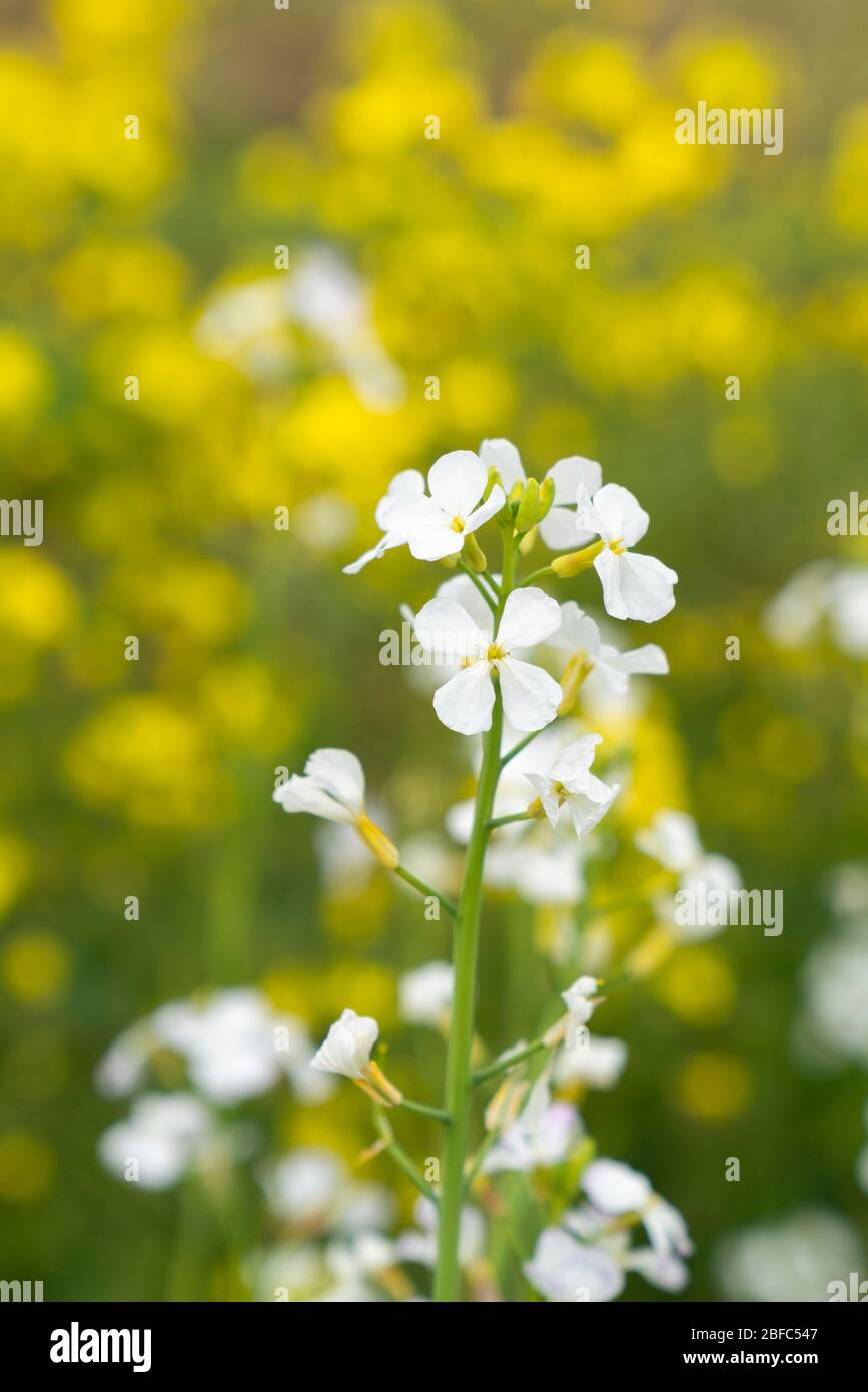 Flower of Japanese Daikon radish, Isehara City, Kanagawa Prefrecture ...