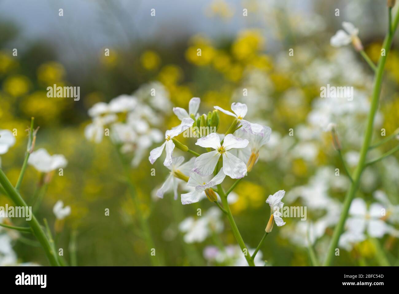 Flower of Japanese Daikon radish, Isehara City, Kanagawa Prefrecture ...