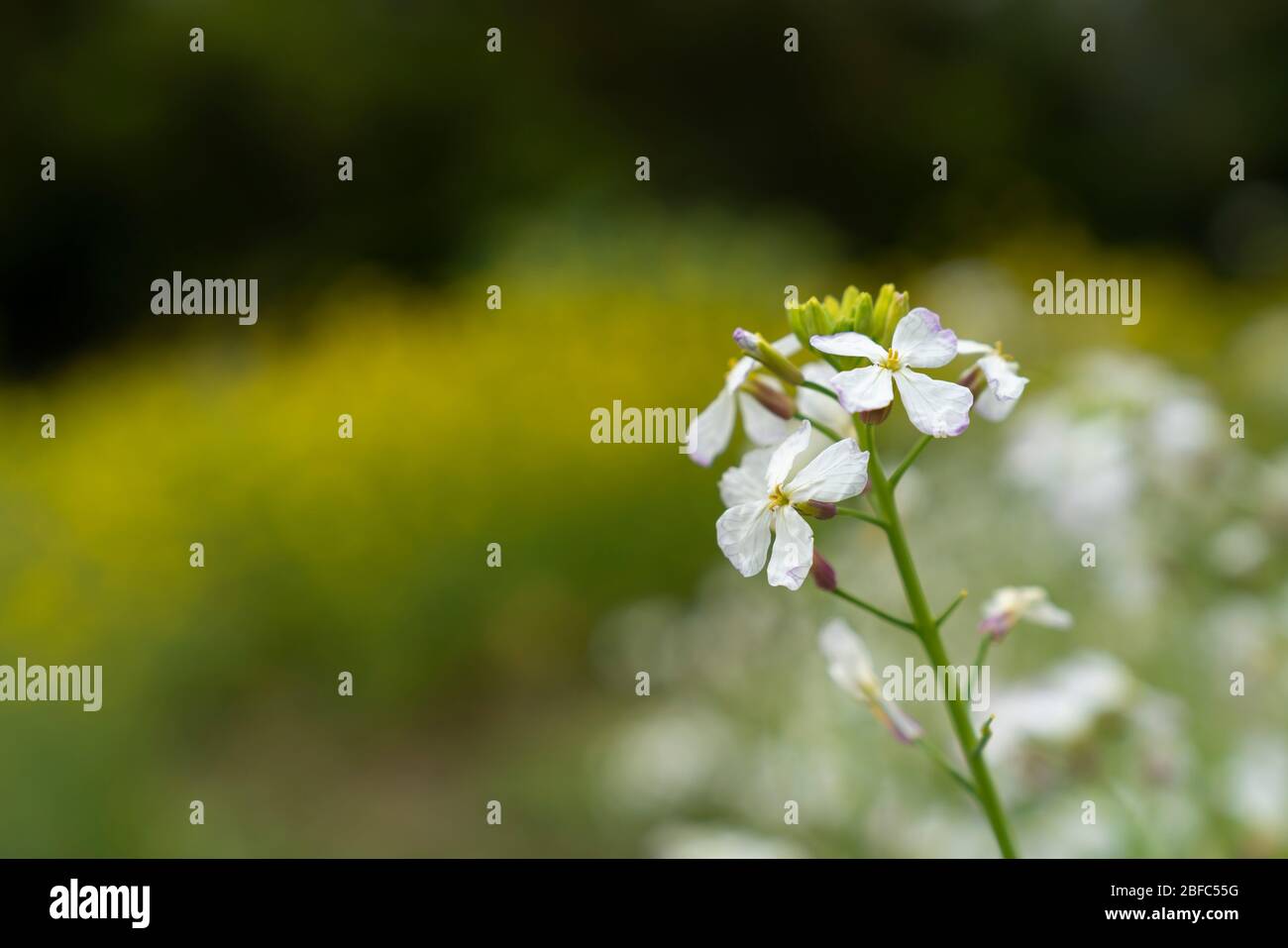 Flower of Japanese Daikon radish, Isehara City, Kanagawa Prefrecture ...